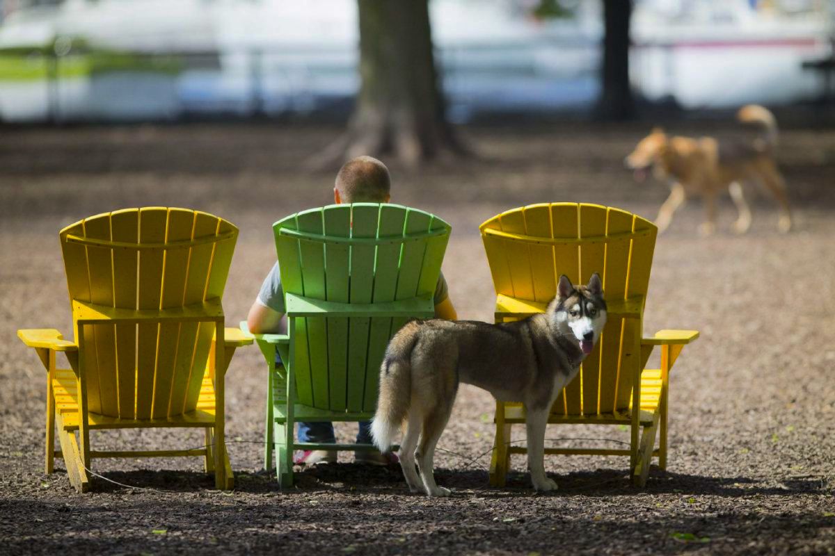 The Best Dog Parks in Toronto - View the VIBE Toronto