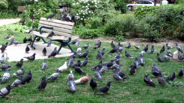 Hot take: Toronto is home to way too many pigeons - View the VIBE Toronto