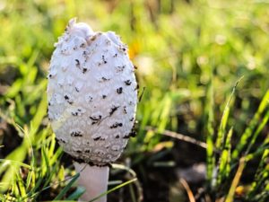 How to Tell if Your House is Bugged and Someone is Eavesdropping